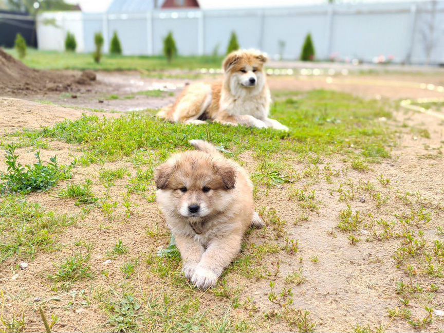 Акита ину щенки