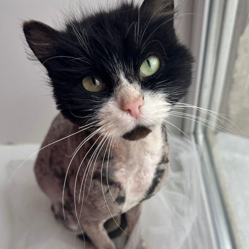 Котик Львенок