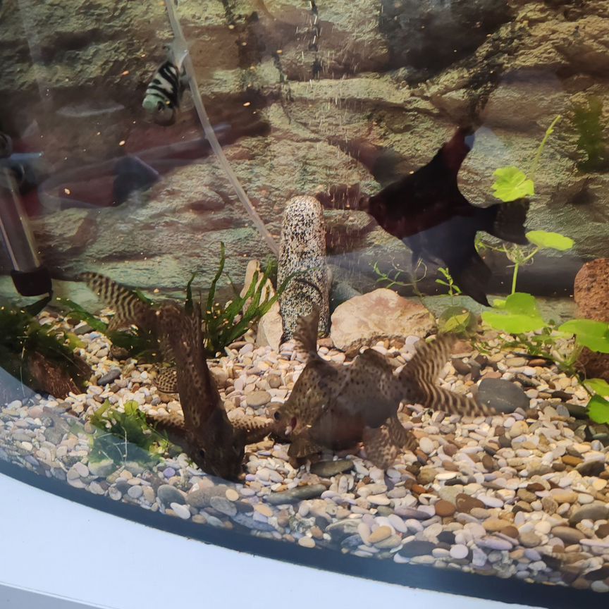 Сом парусник