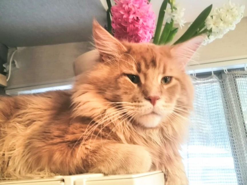 Мейн-кун для вязки