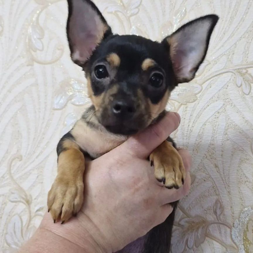 Русский той-терьер, щенок