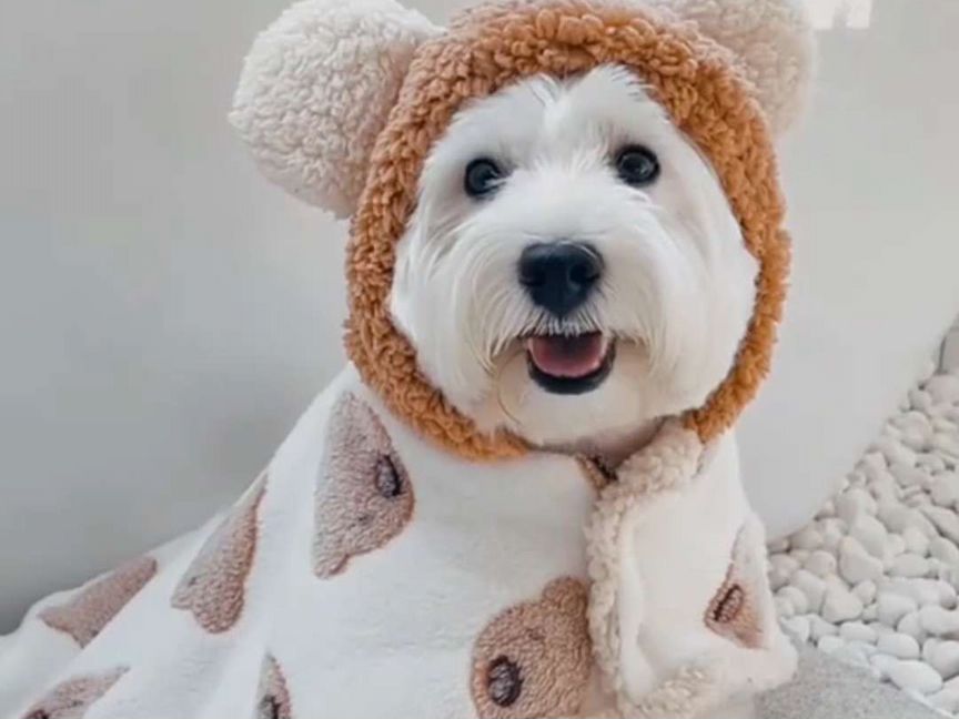 Накидка для собак