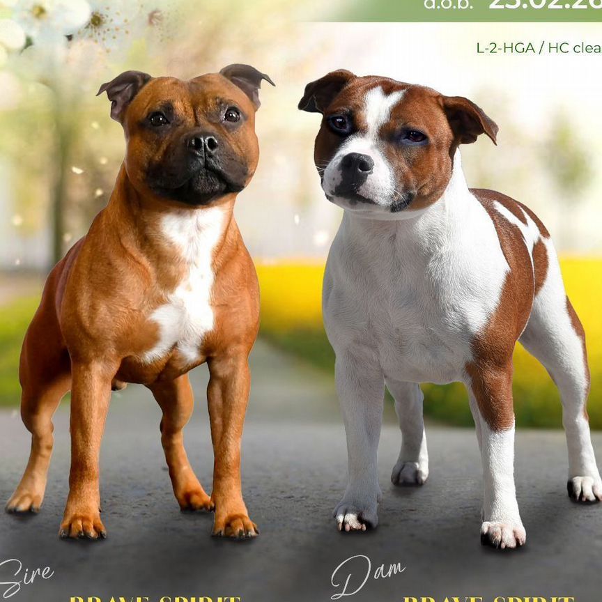 Стаффордширский бультерьер, щенок