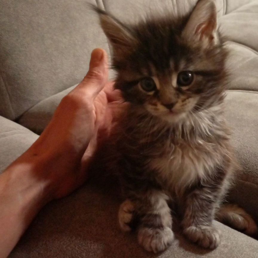 Мейн-кун котёнок