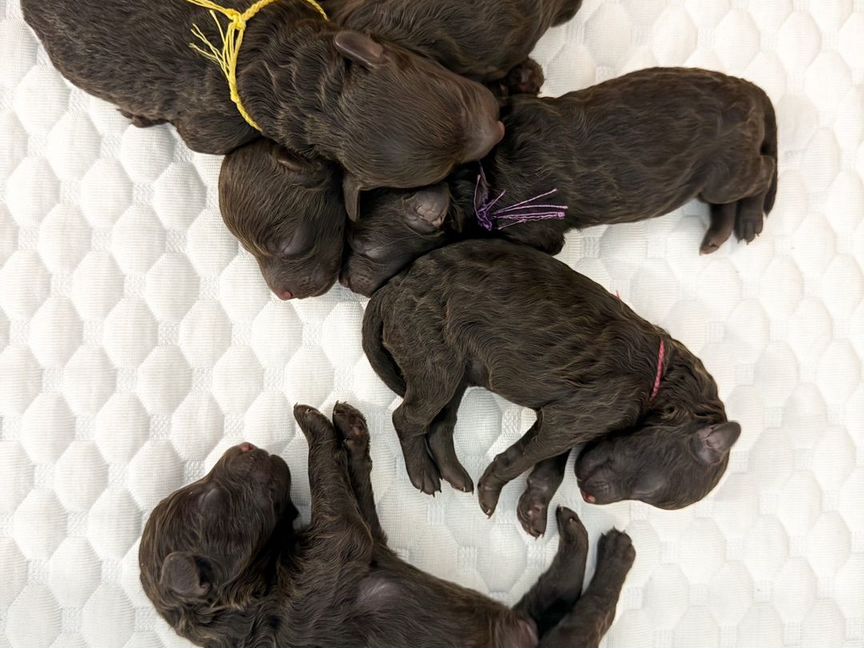 Щенки той пудель/ миниатюрный пудель