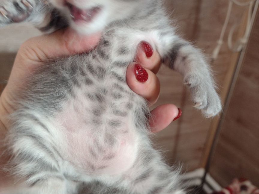 Продам котенка необычного., девочка