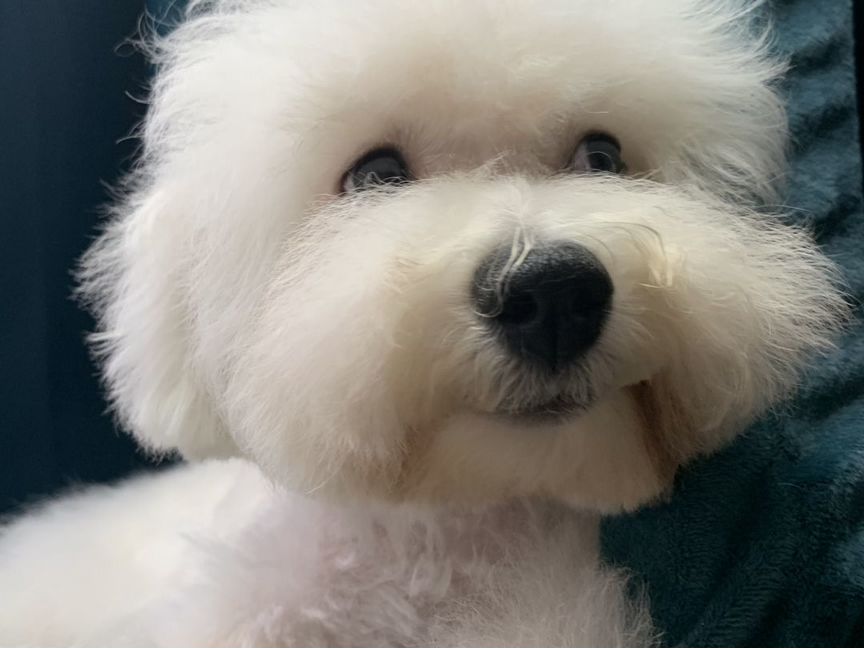 Мини бишончики