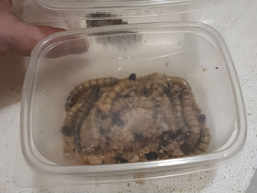 Корм для ежика зофобас