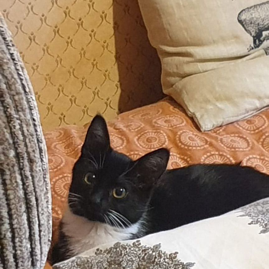 Котенк-мальчик ищет дом