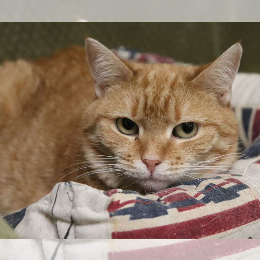 Никуша Рыжикова ищет свой дом