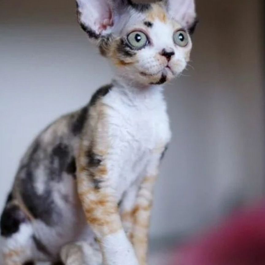Котенок