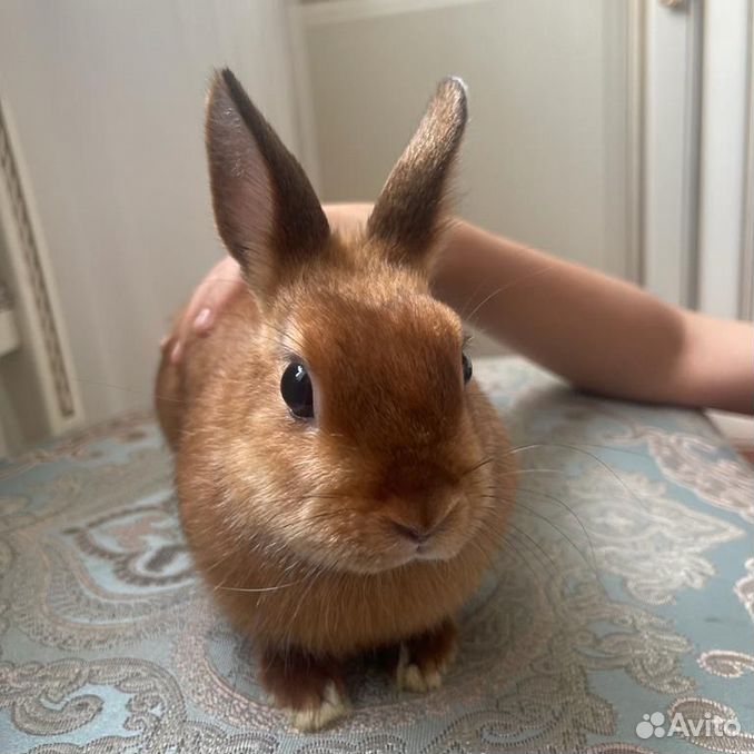 Декоративный кролик мальчик