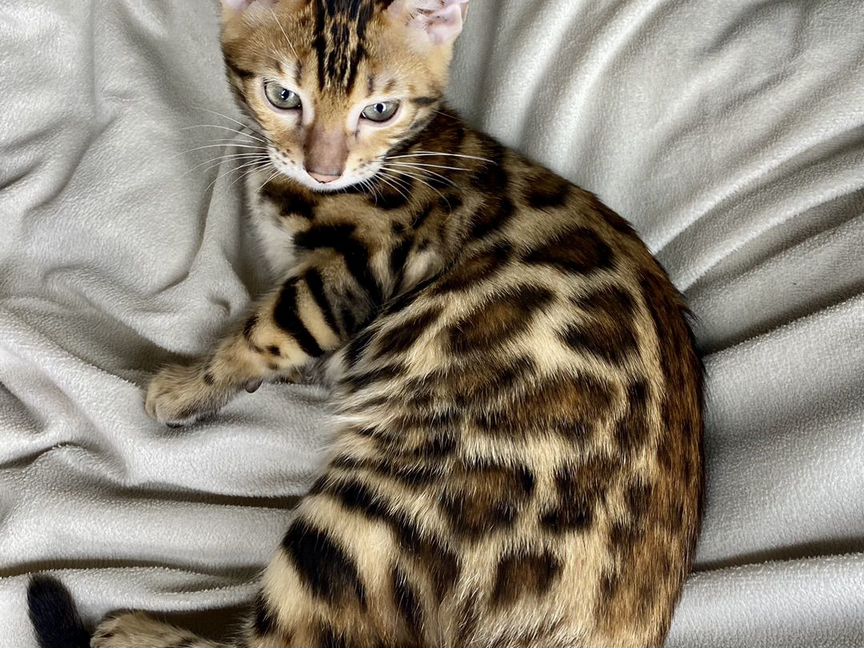Котята Бенгальские 3 и 6 месяцев