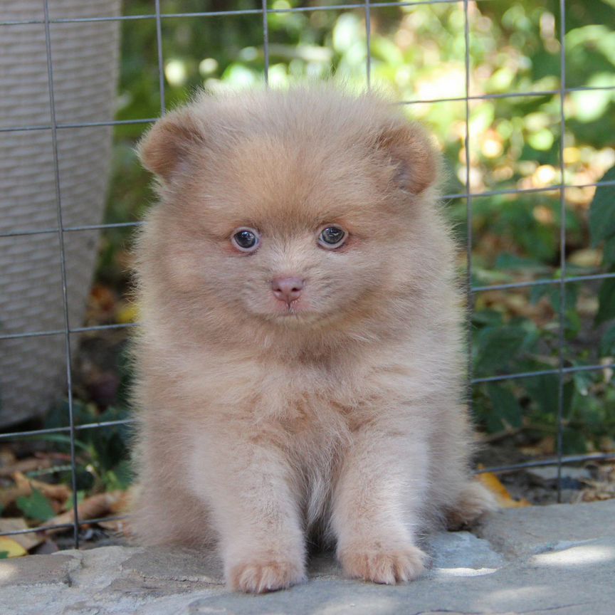 Девочки редких окрасов