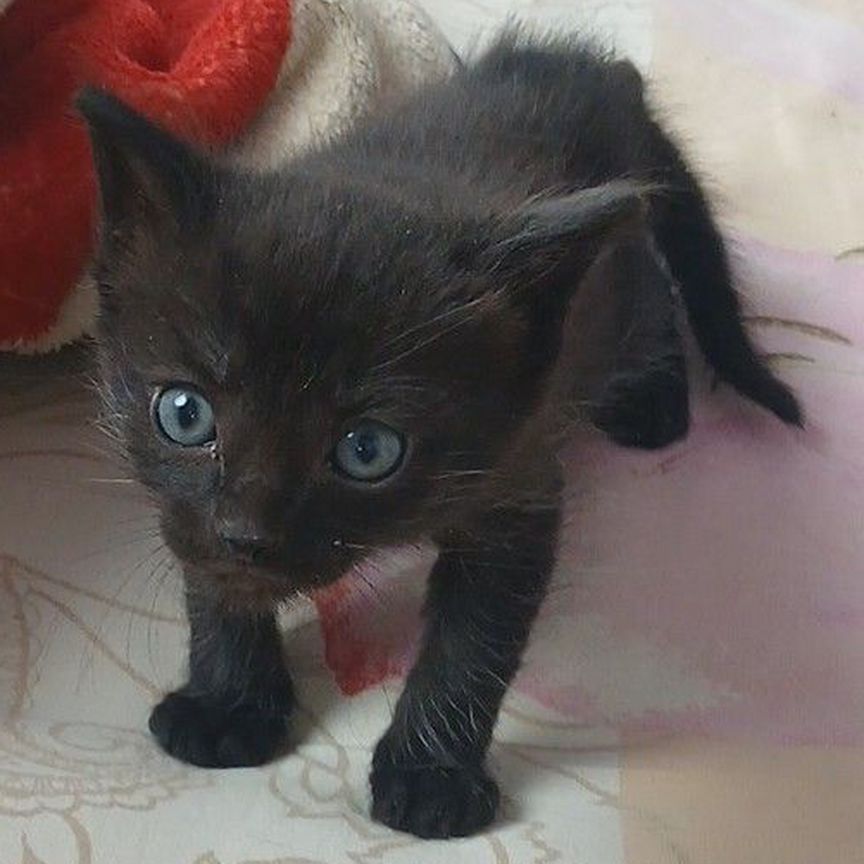 Котёнок в добрые руки