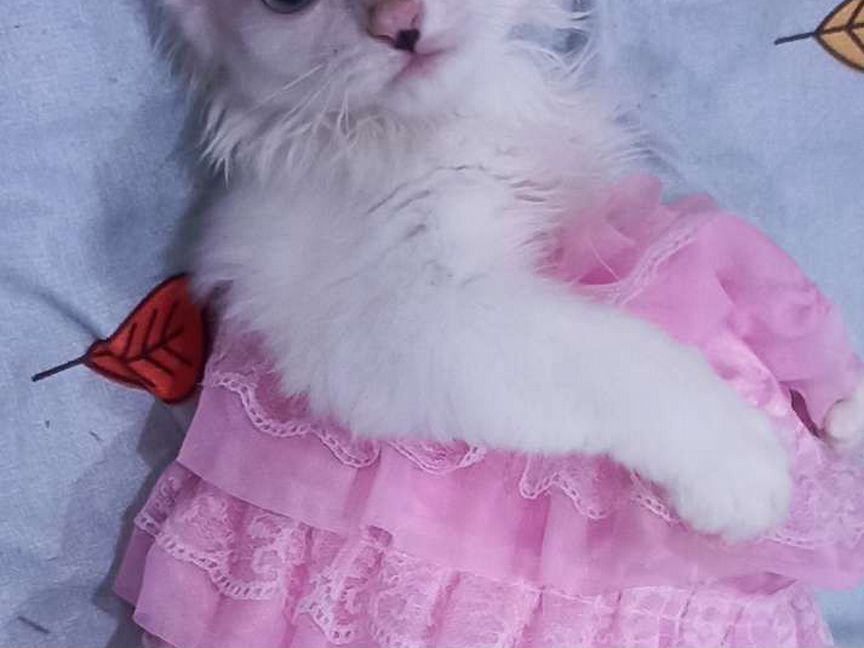 Котёнок девочка