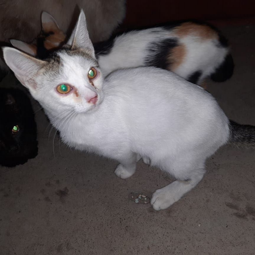 Котёнок