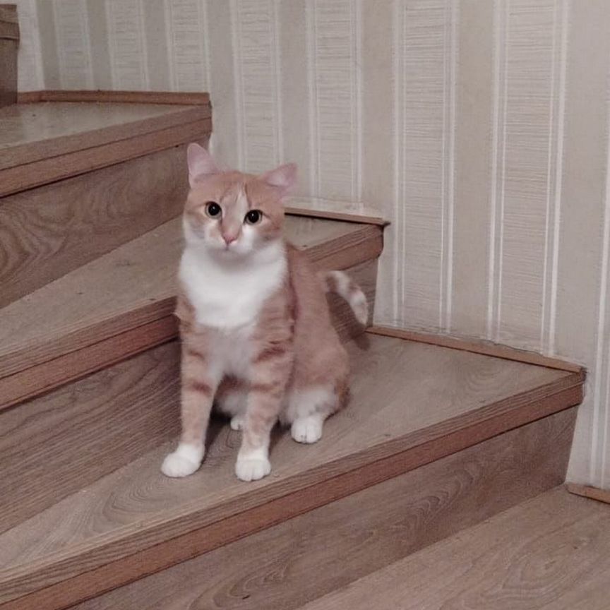 Китти ищет дом