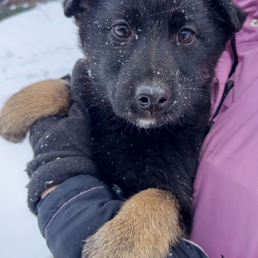 Щенок в добрые руки