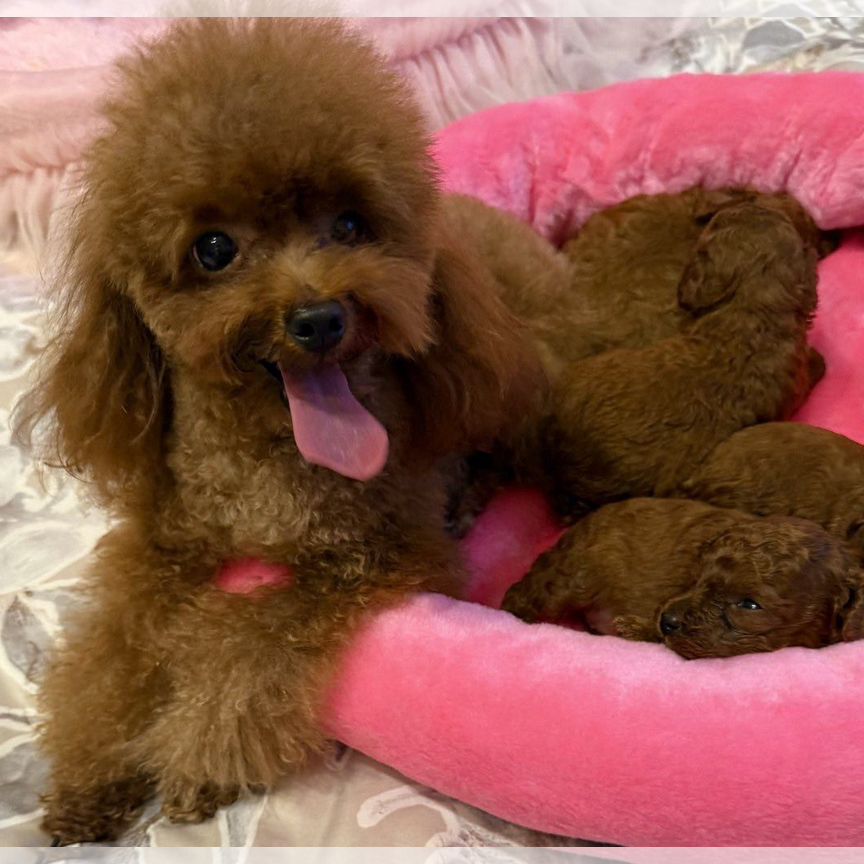 Той-пудель, щенок