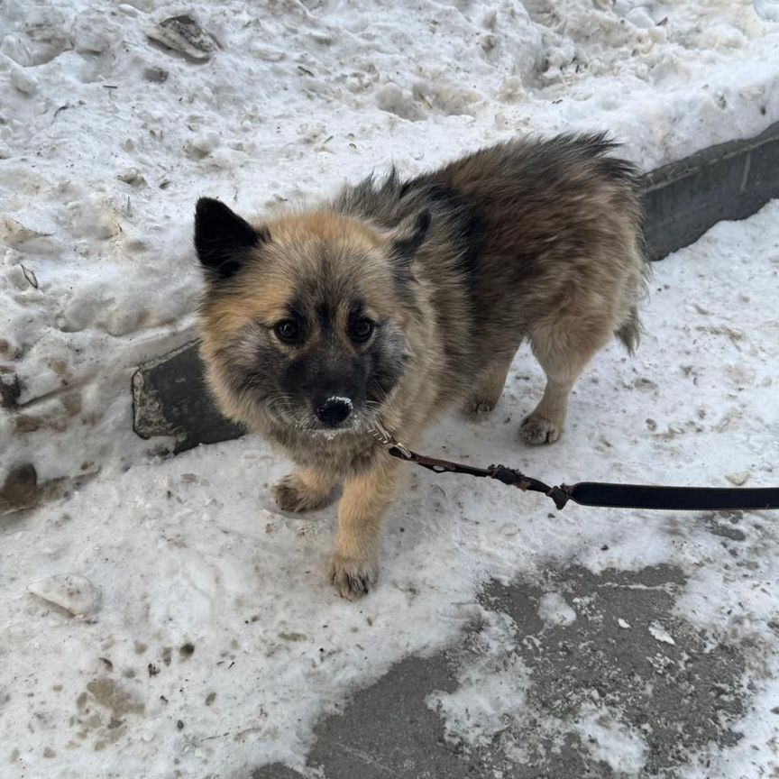Собака в ранах спасли с улицы
