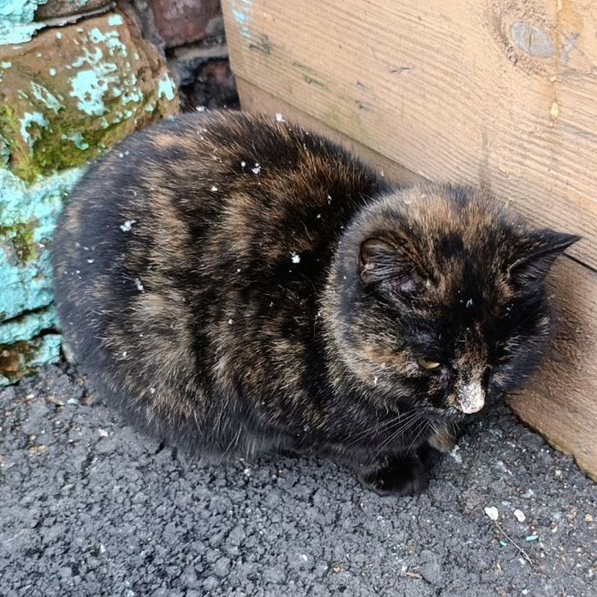 Взрослая кошка в добрые руки