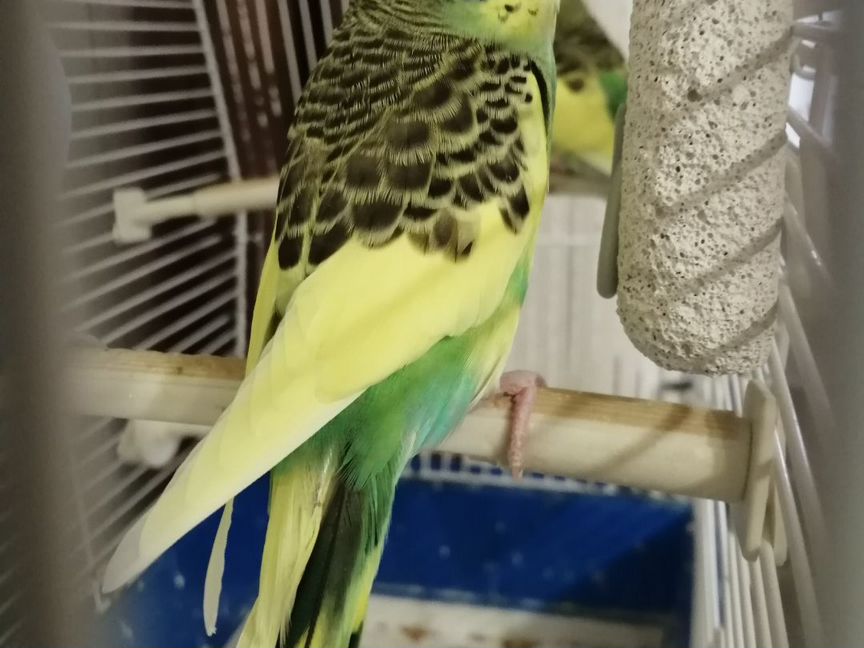 Птенцы волнистого папугая