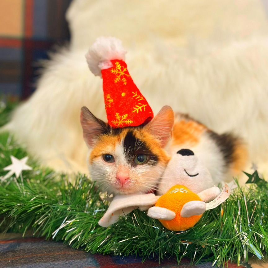 Отдам даром котят