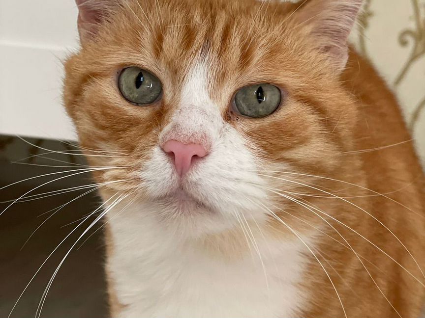 Кошка в дар бесплатно