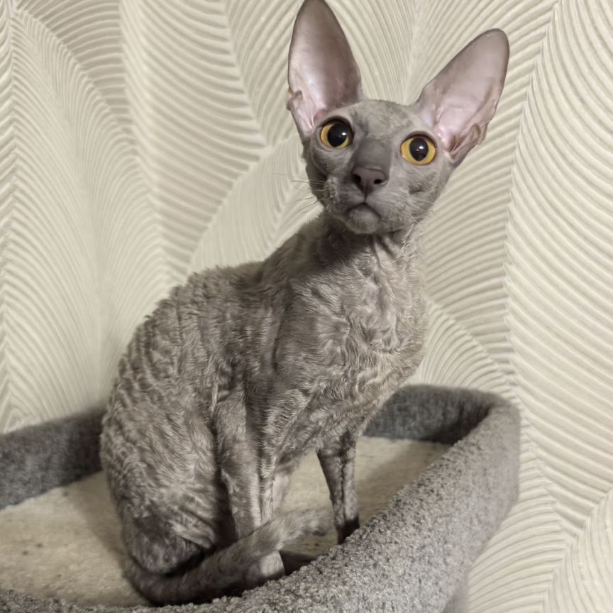 Девон-рекс котёнок