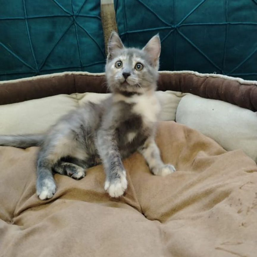 Василиса 3 месяца