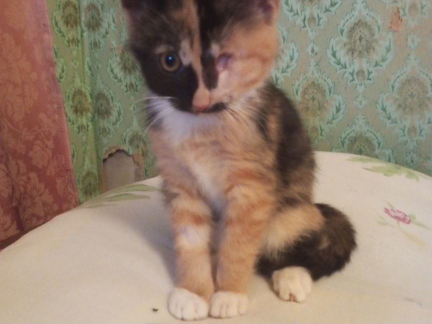 Котенок в добрые руки
