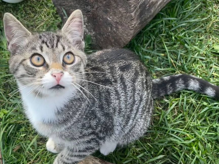 Необыкновенно ласковый мурчун в поисках дома