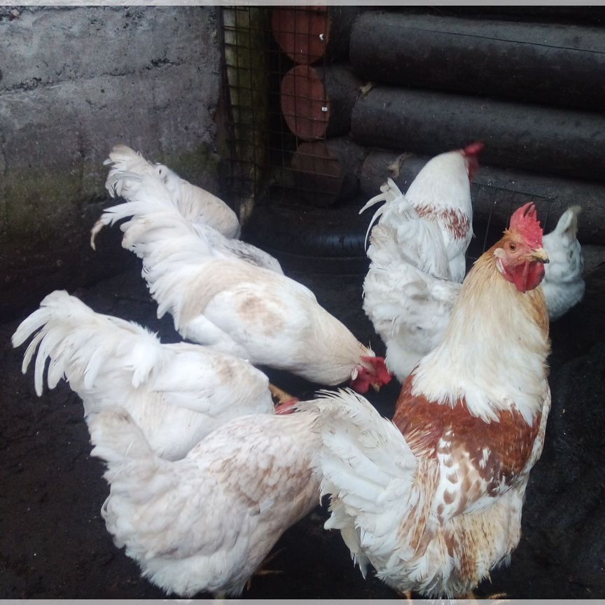 Молодые петухи