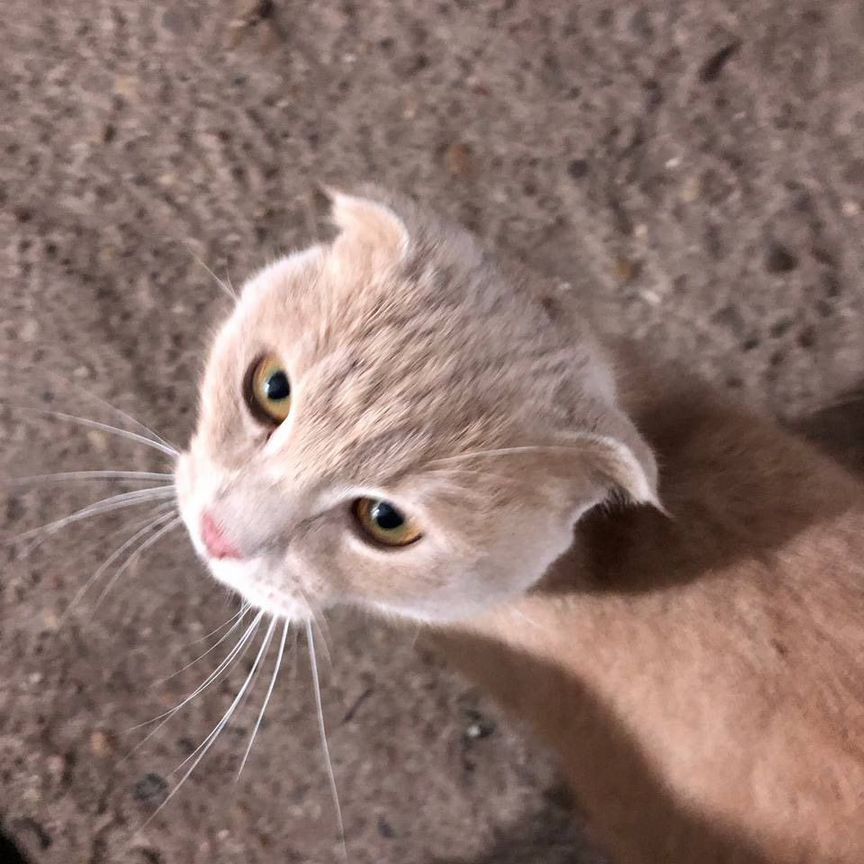 Кот породистый бесплатно