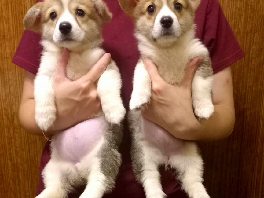 Вельш корги пемброк