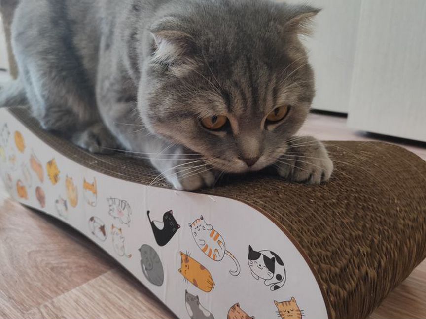 Когтеточка опт и розница