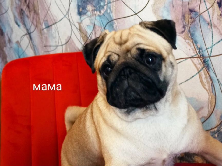 Щенки мопса