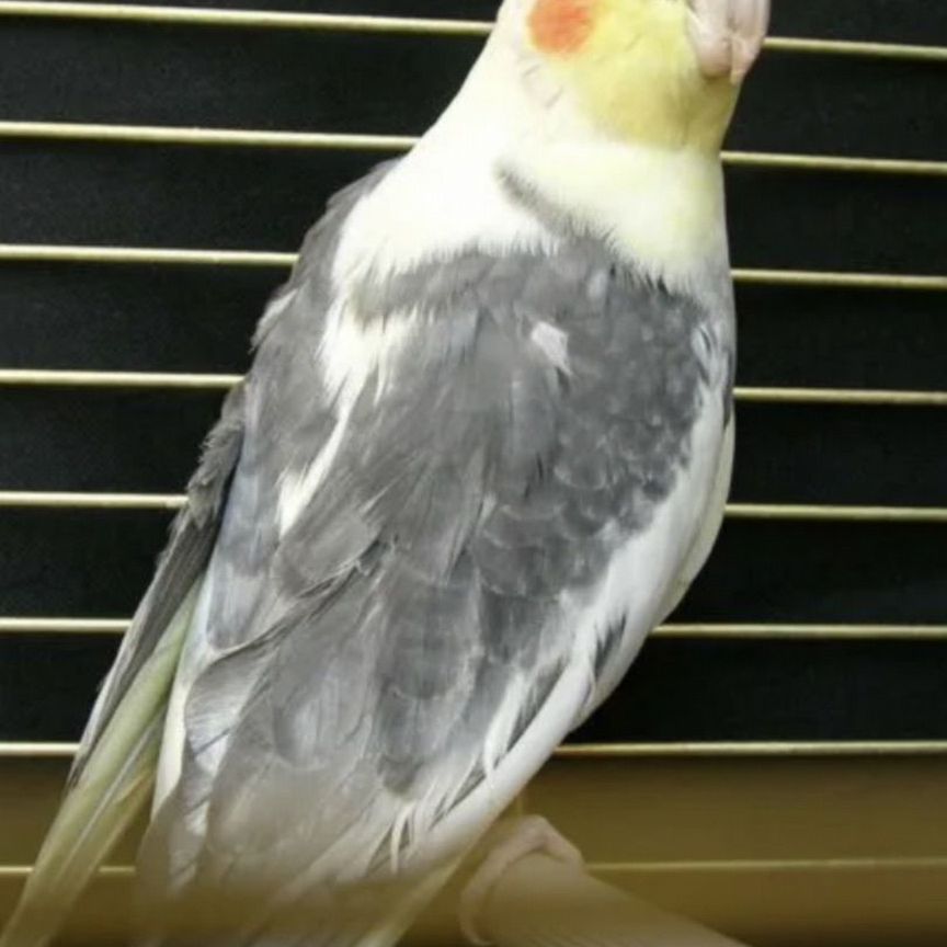 Попугай корелла