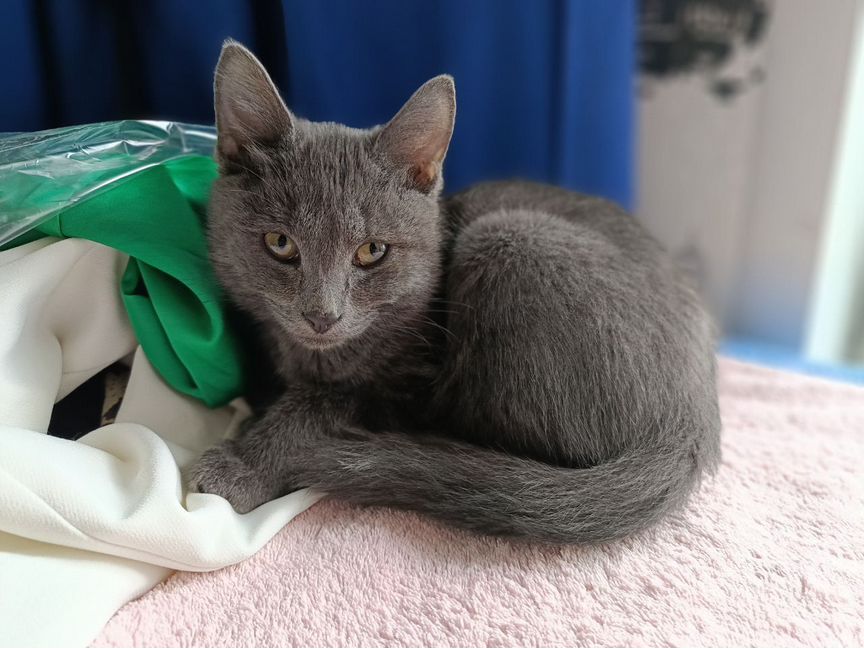Котик в добрые руки