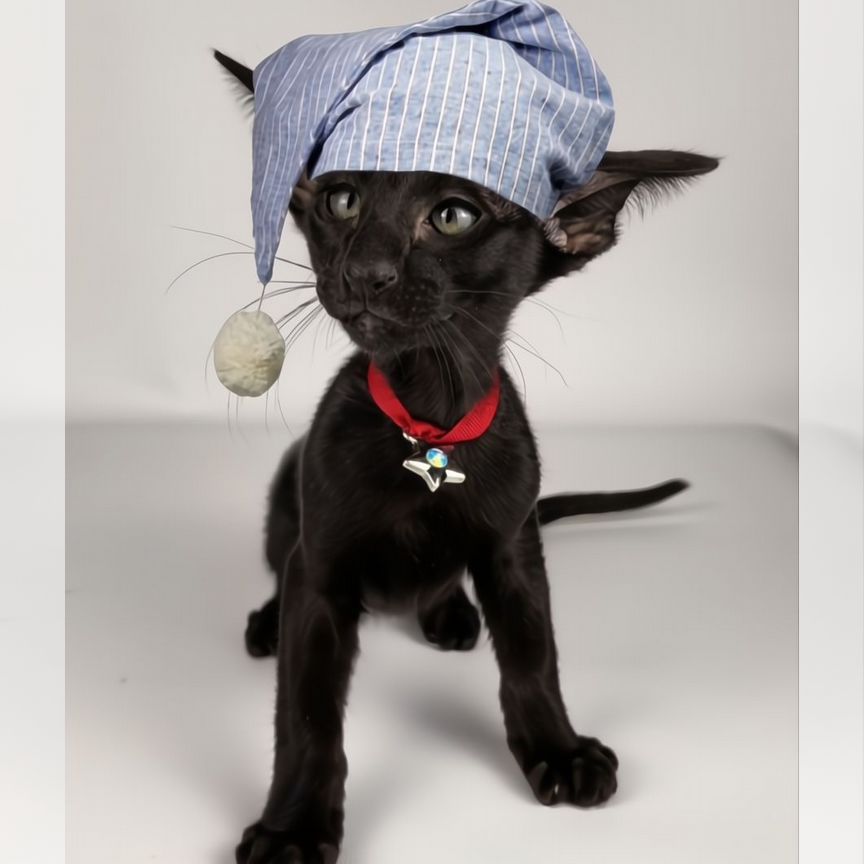 Ориентальный котёнок