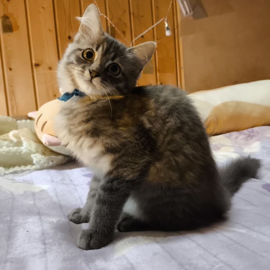 Продам котёнка