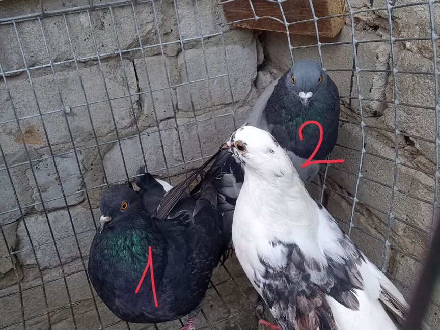 Голуби николаевские (читать описание)