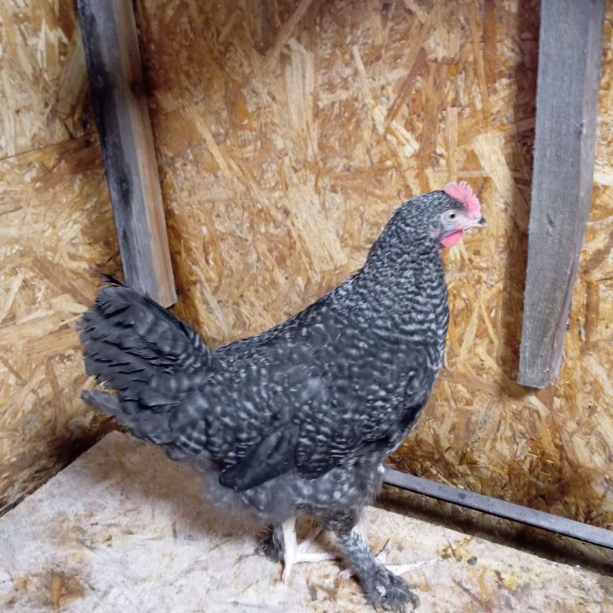 Молодые петухи