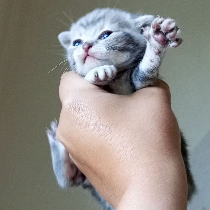 Шотландский вислоухий длинношёрстный котёнок