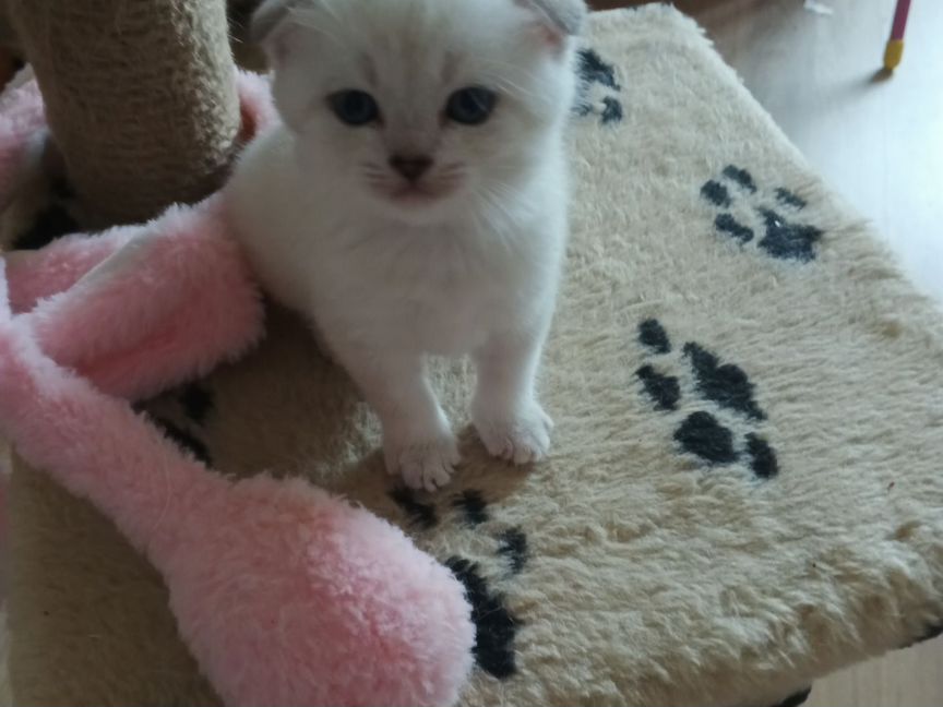 Котята шотландской породы