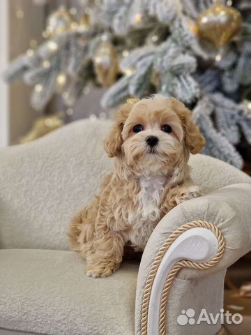 Красавица девочка Мальтипу