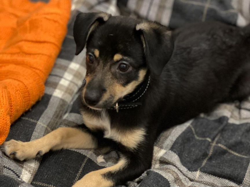 Собака в добрые руки