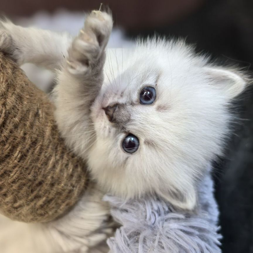 Невский маскарадный котёнок