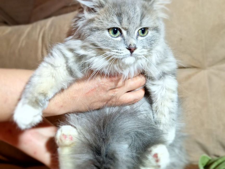 Дизайнерский котенок, девочка 3 мес (шотл/кукла)